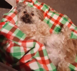 Testimonials - Midnight Acres Kennel