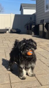 Testimonials - Midnight Acres Kennel