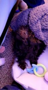 Testimonials - Midnight Acres Kennel