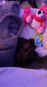 Testimonials - Midnight Acres Kennel