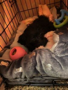 Testimonials - Midnight Acres Kennel