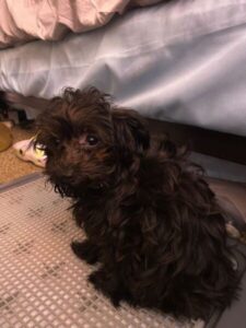 Testimonials - Midnight Acres Kennel