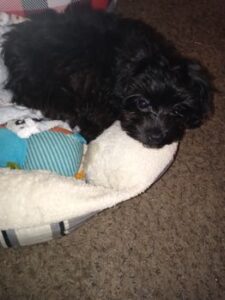 Testimonials - Midnight Acres Kennel