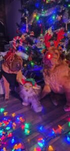 Testimonials - Midnight Acres Kennel